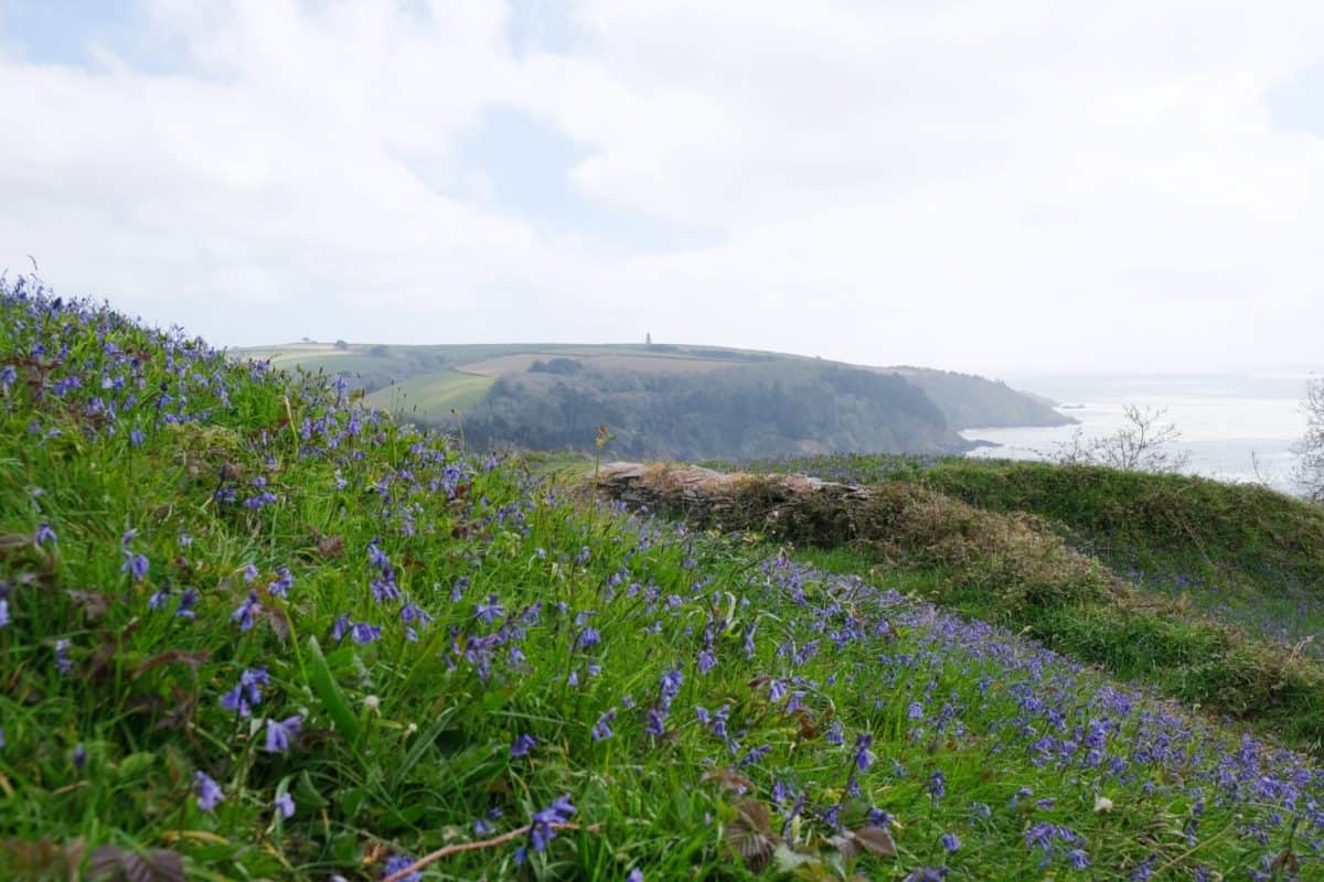 14 places to find bluebells in Devon this Spring - Devon with Kids