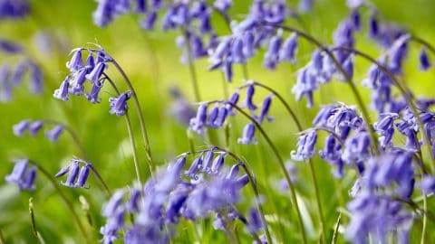 Things to do in Devon this Easter 2025 - Devon with Kids