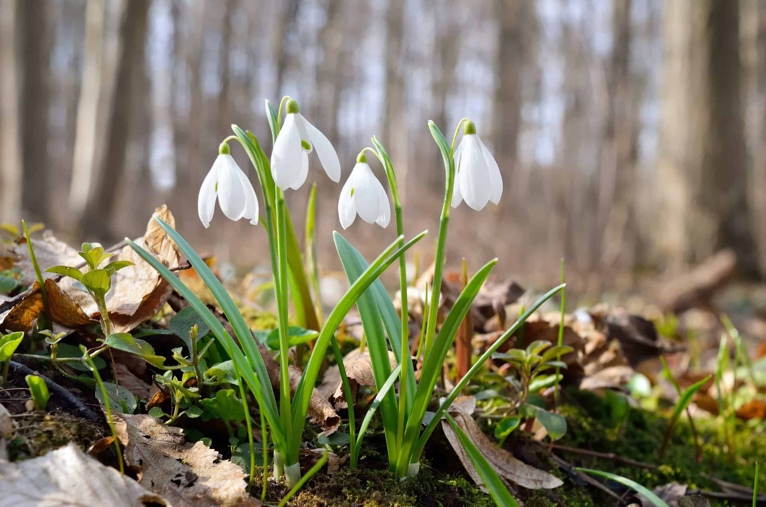 11 family-friendly places to see snowdrops in Devon this Spring - Devon ...