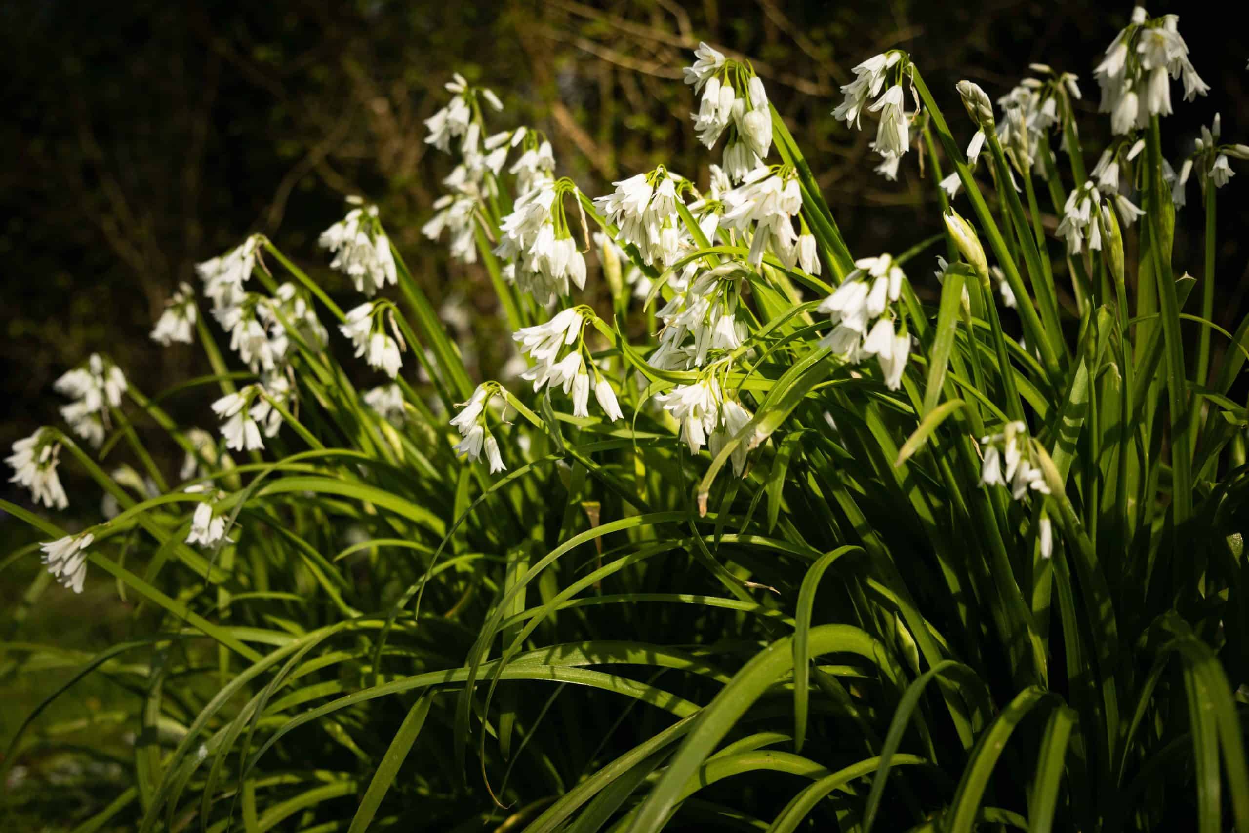 11 family-friendly places to see snowdrops in Devon this Spring - Devon ...