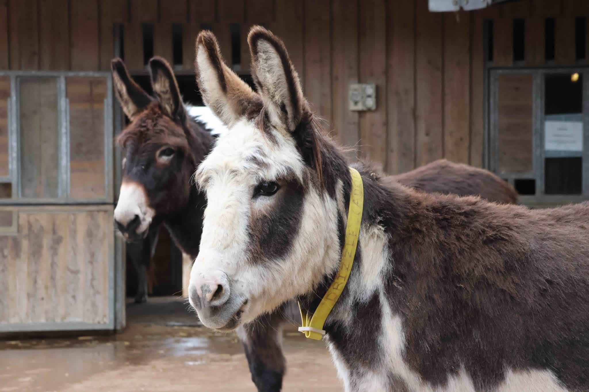 What's on in Devon this April 2026 - Devon with Kids